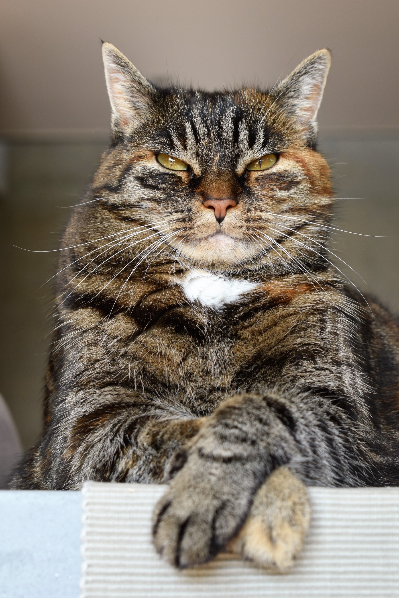 Cats in Conflict | Vendetta Productions